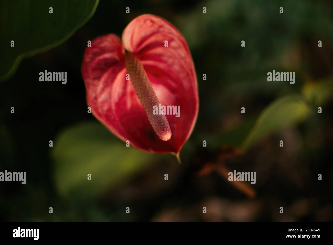 Anthurium leaves hi-res stock photography and images - Alamy