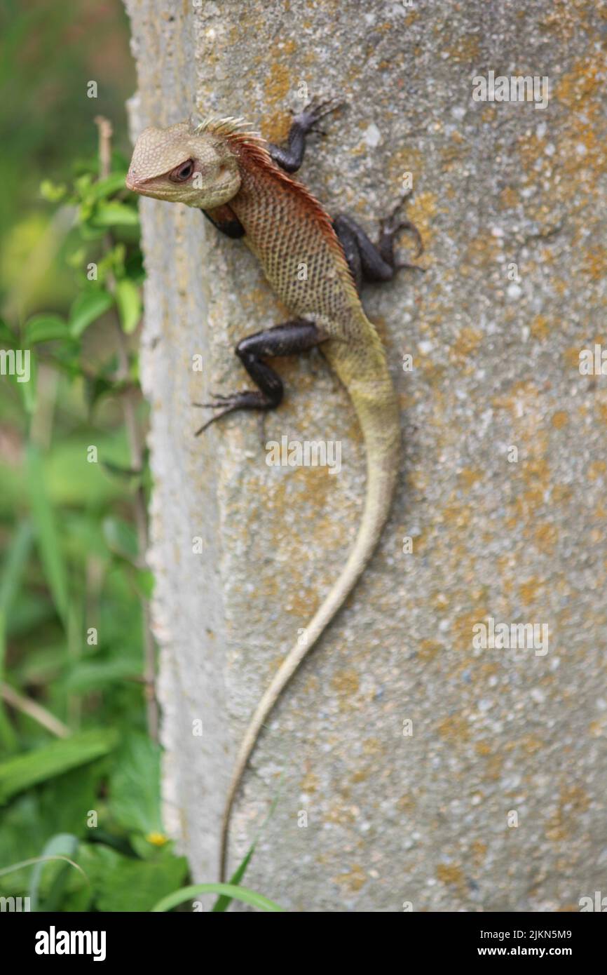 A vertical closeup shot of a lizard climbing a wall Stock Photo - Alamy