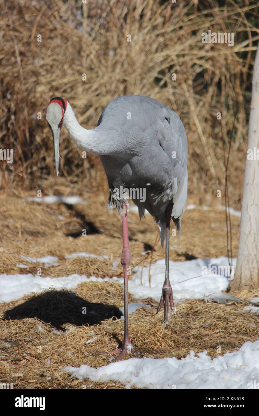 Crane legs hi-res stock photography and images - Alamy