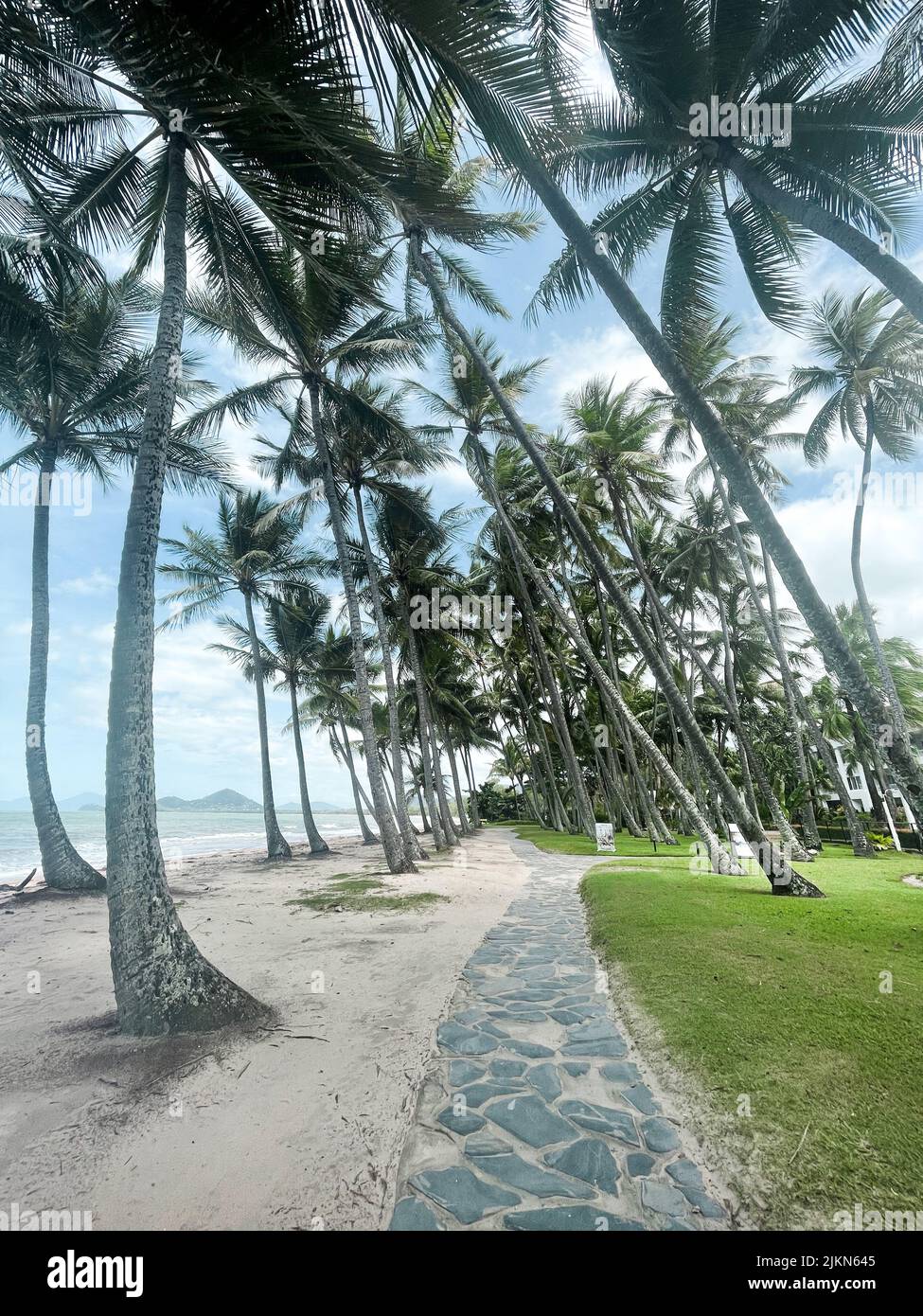 A vertical shot of the pathway surrounded by palm trees at the Palm ...