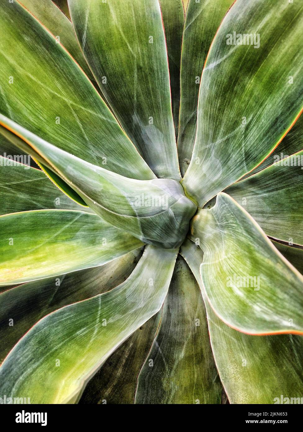 The close-up shot of a blue agave plant Stock Photo - Alamy