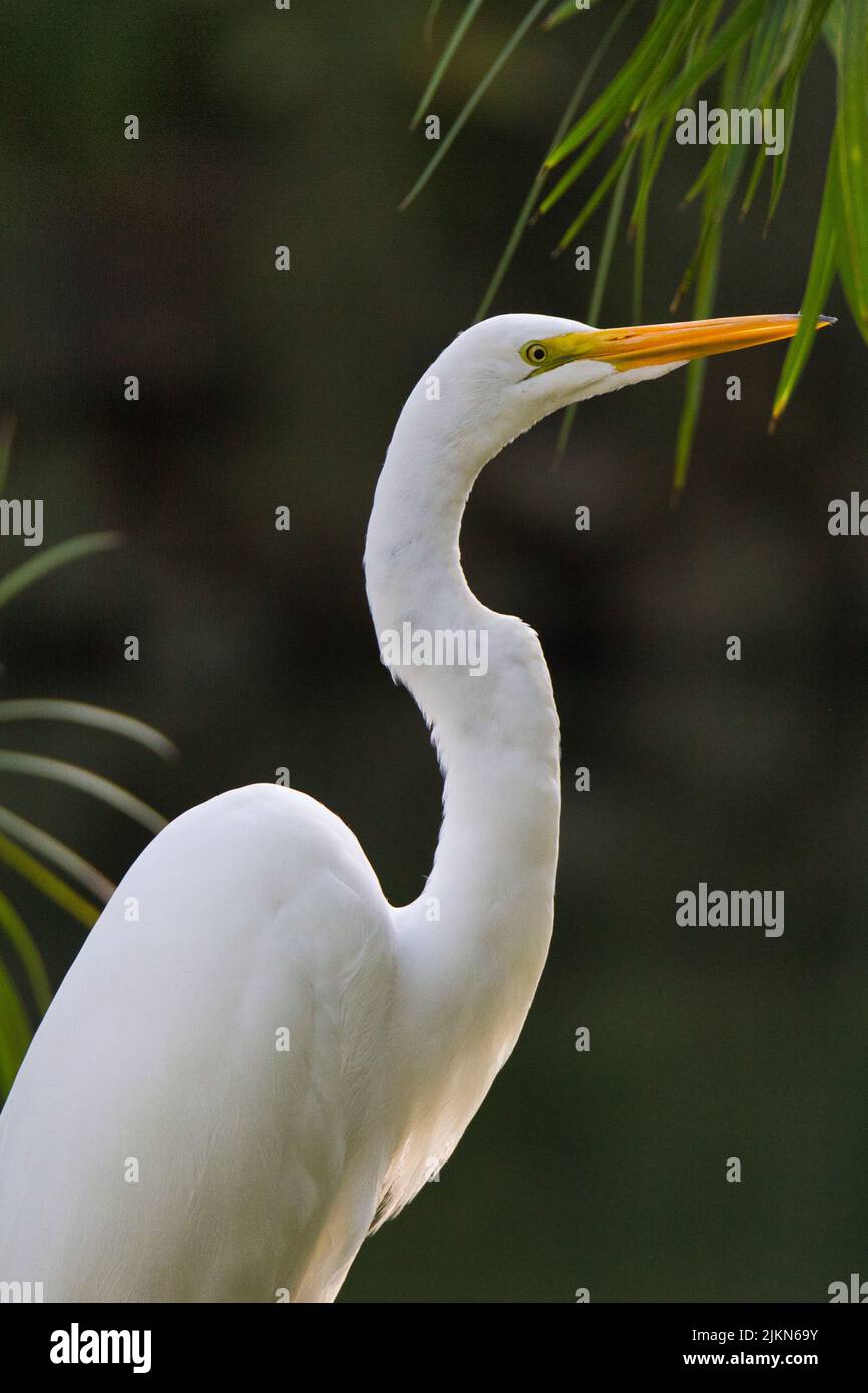 A vertical shot of a majestic great white egret - body, neck, head and ...