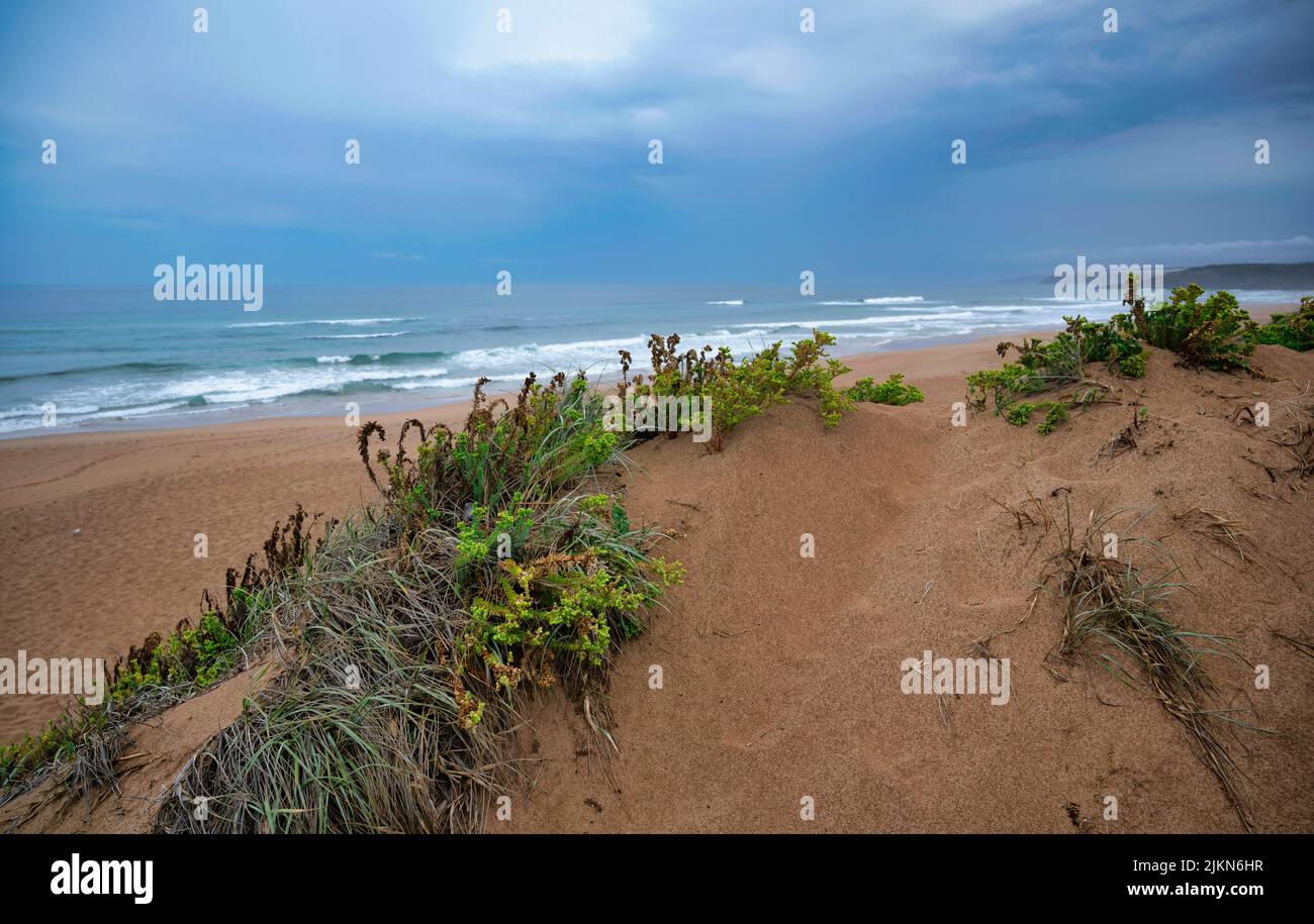 The coastal Sand dune and colored Gum or Eucalyptus trees in South ...