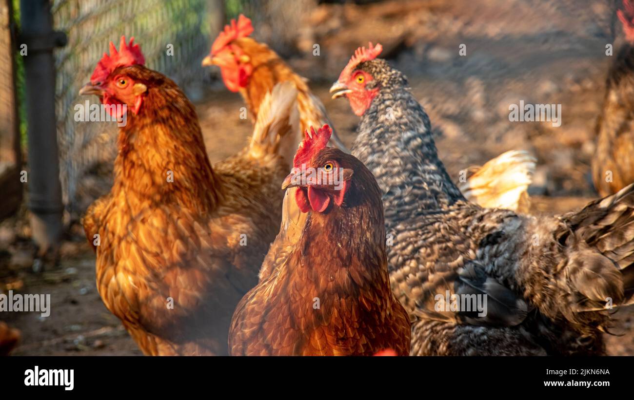 Hen rooster farm bird beak hi-res stock photography and images - Alamy