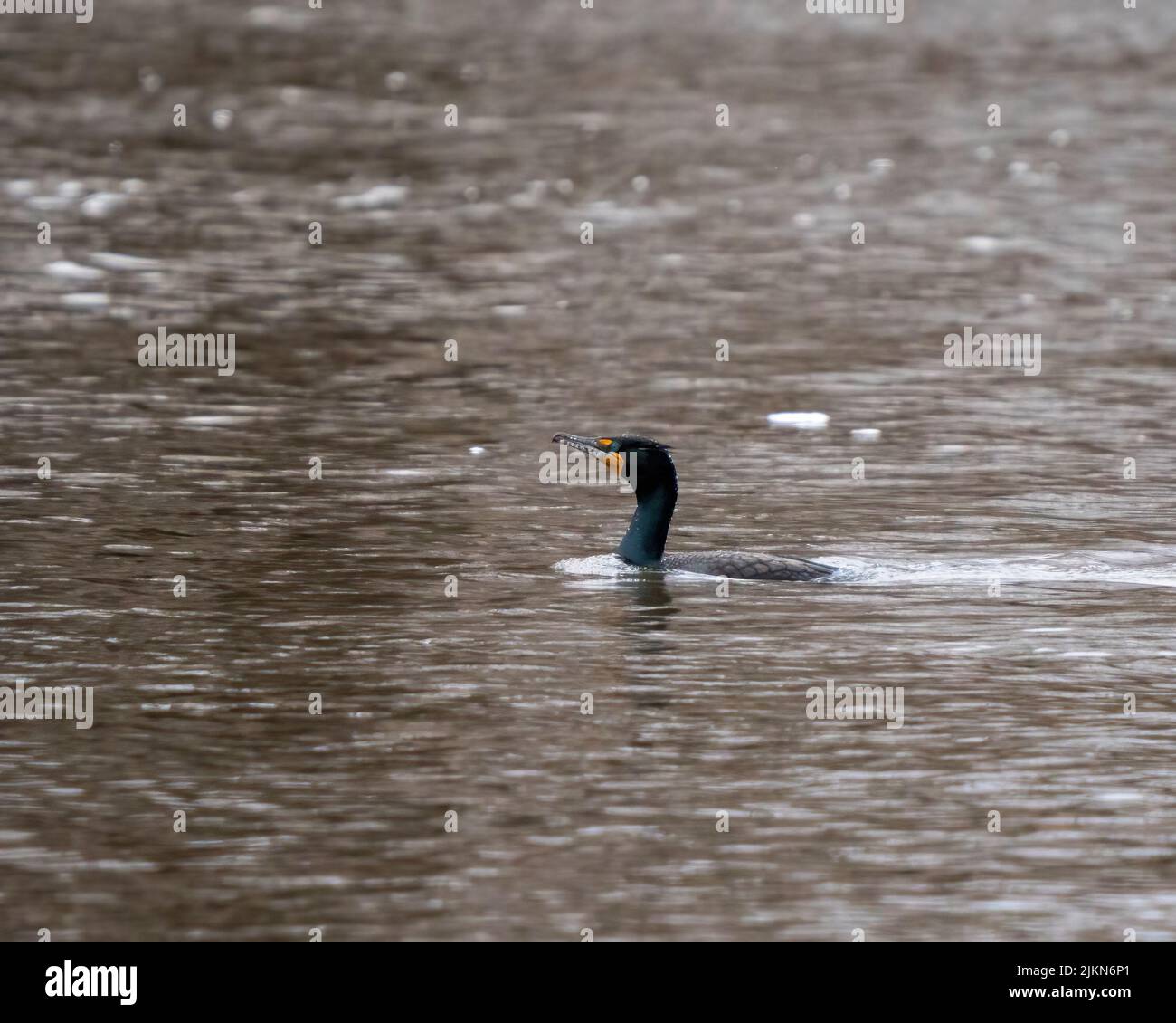 Long shot swimming hi-res stock photography and images - Alamy