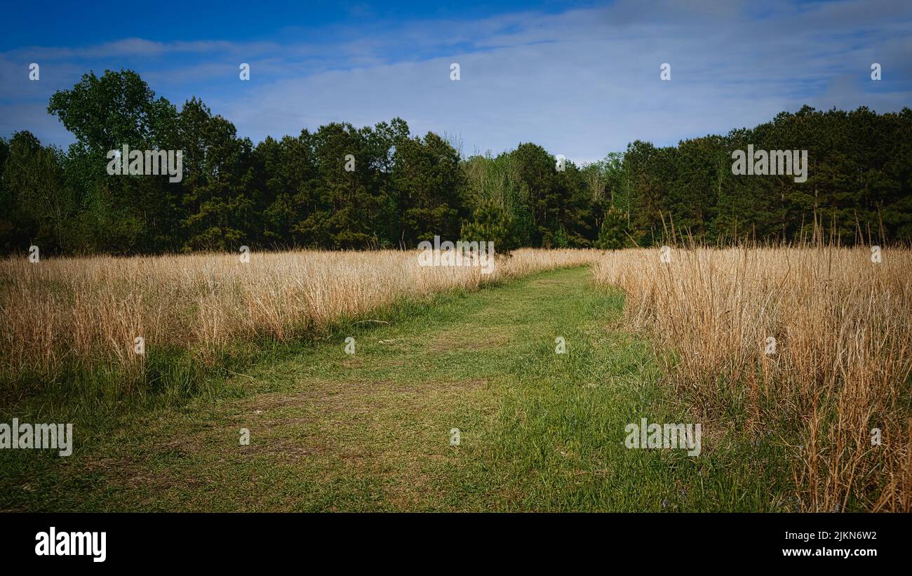 A greenfield path leading to the forest under the blue sky Stock Photo ...
