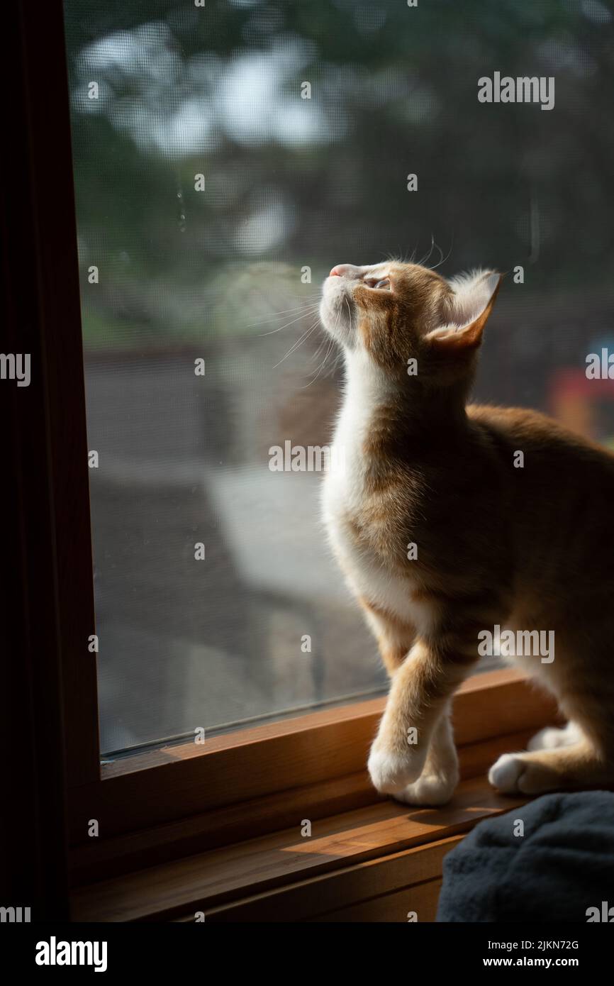Beautiful shot brown cat hi-res stock photography and images - Alamy