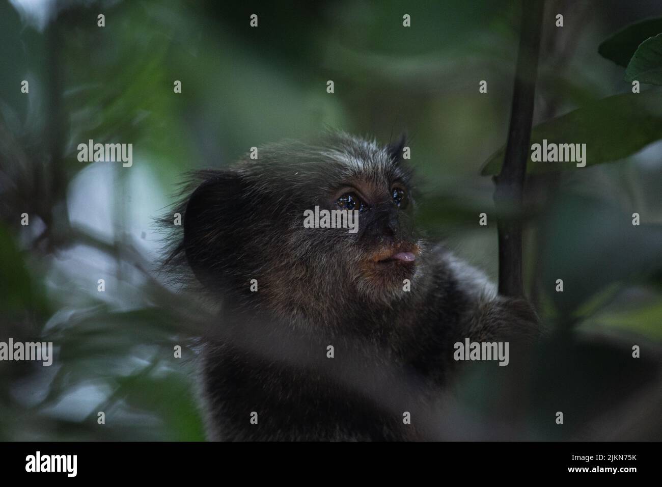 Little wild monkey hi-res stock photography and images - Alamy