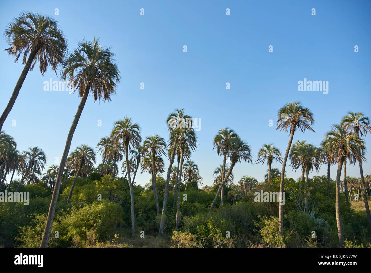 Summer landscape of El Palmar National Park, in Entre Rios, Argentina ...