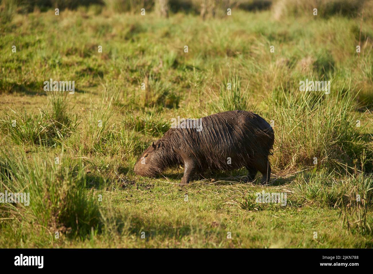 Capybara, hydrochoerus hydrochaeris, largest living rodent, native to ...