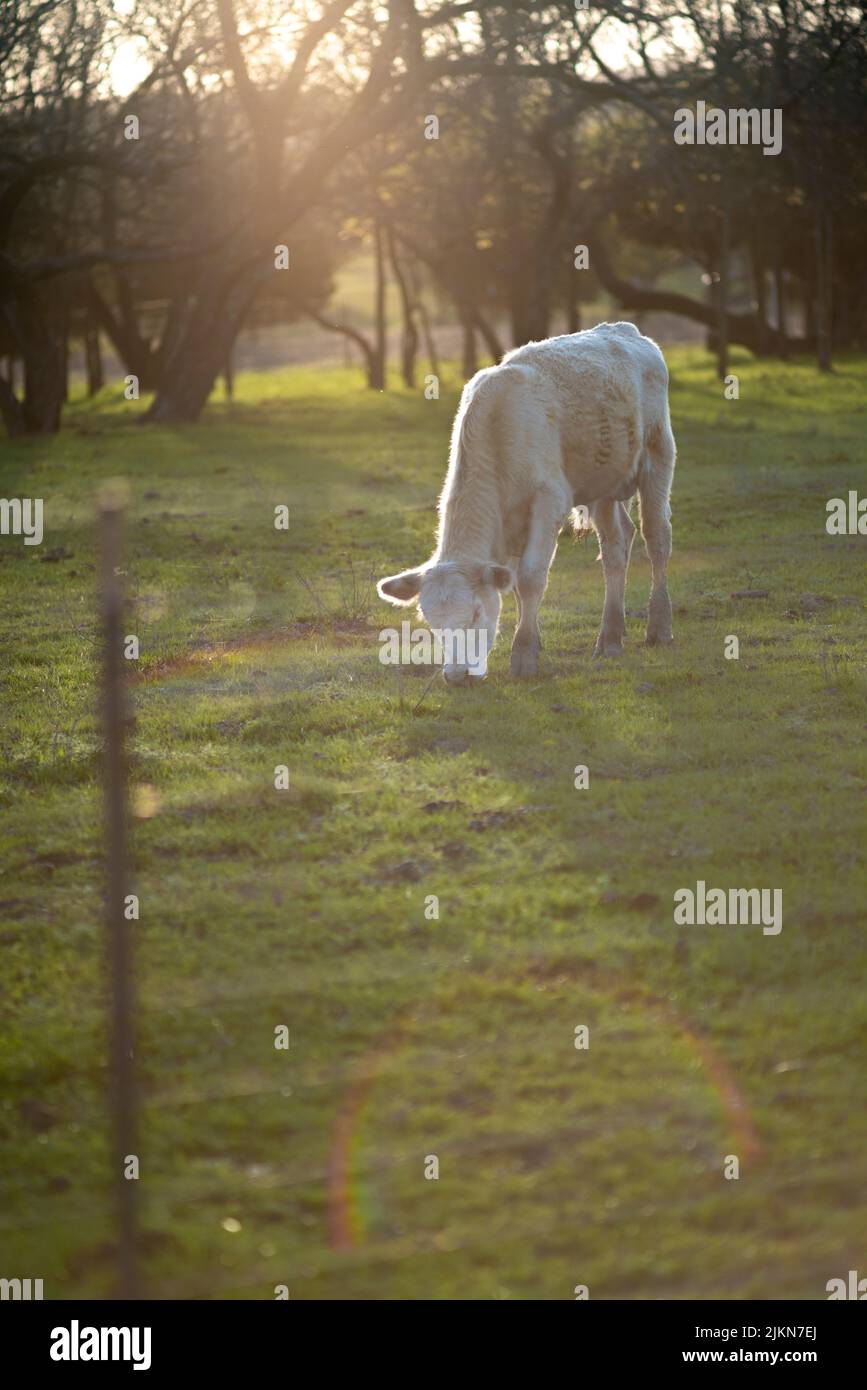 Taurine cattle hi-res stock photography and images - Alamy