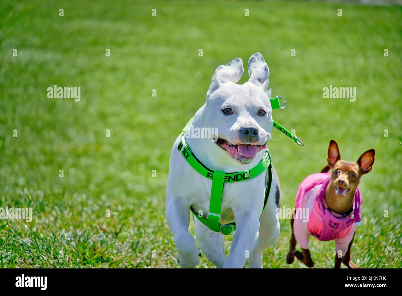 A closeup of an English Staffordshire bull terrier and a Miniature ...
