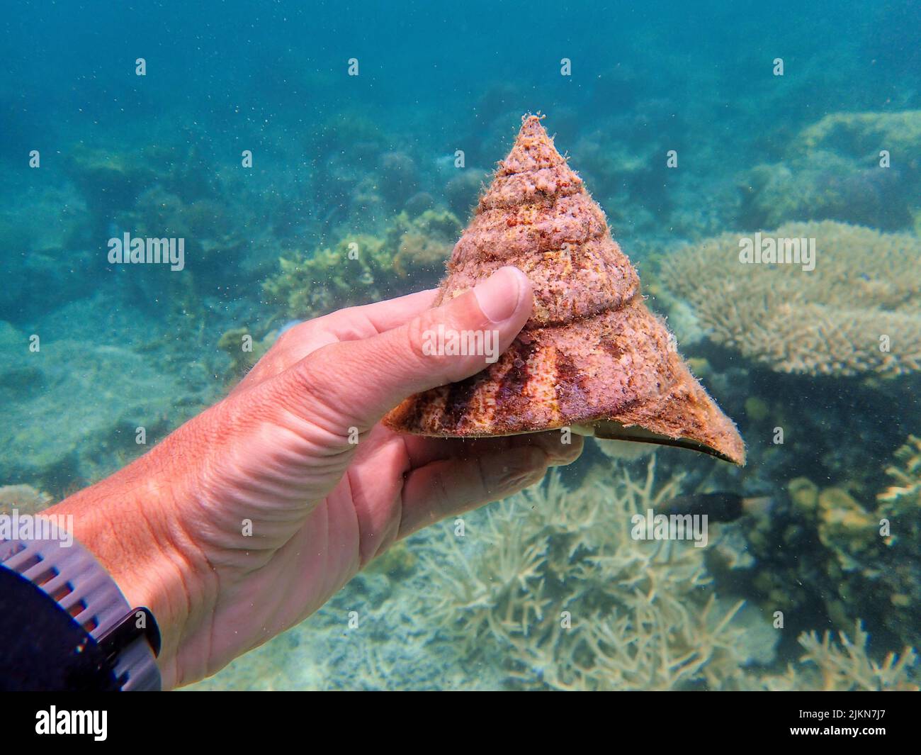 Indonesia Anambas Islands - Marine Turban snail - Pyramid Snail ...