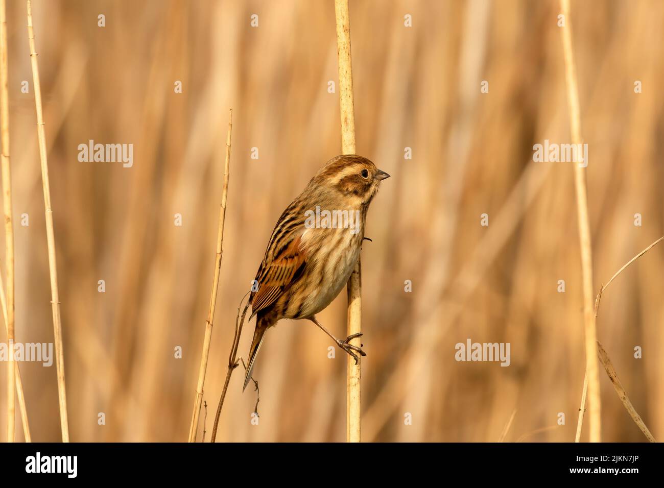 A Female Reed Bunting, Emberiza schoeniclus, perched on golden Norfolk ...