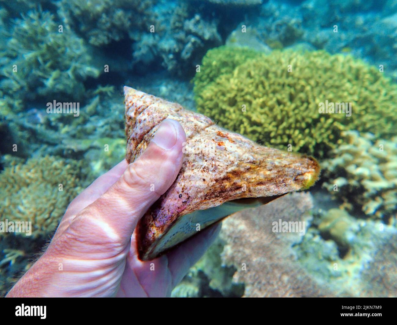 Indonesia Anambas Islands - Marine Turban snail - Pyramid Snail ...