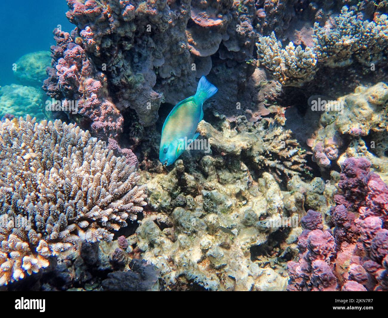 Indonesia Anambas Islands - Colorful coral reef with tropical fish ...