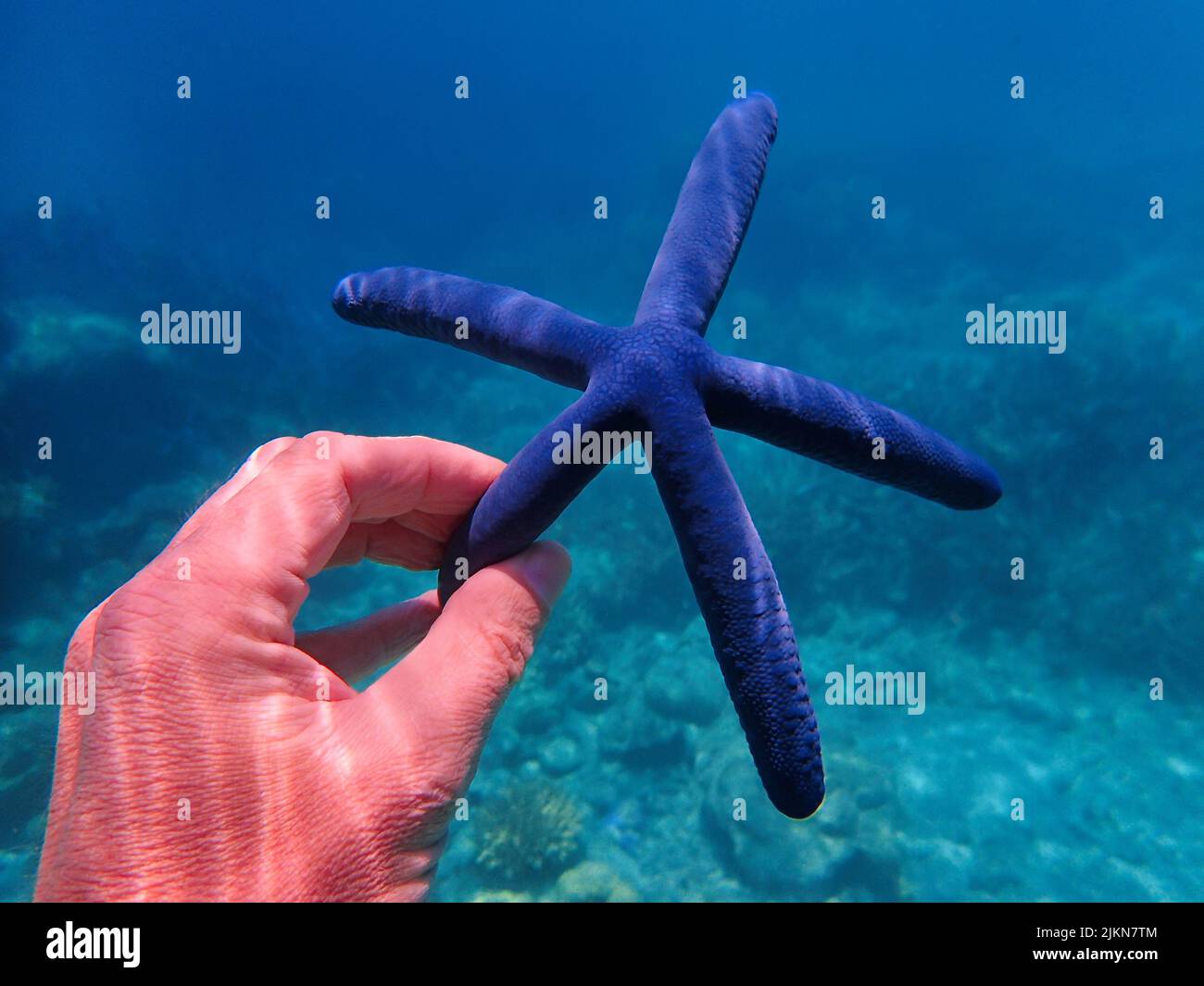 Indonesia Anambas Islands - Hand holding Blue sea star - Linckia ...