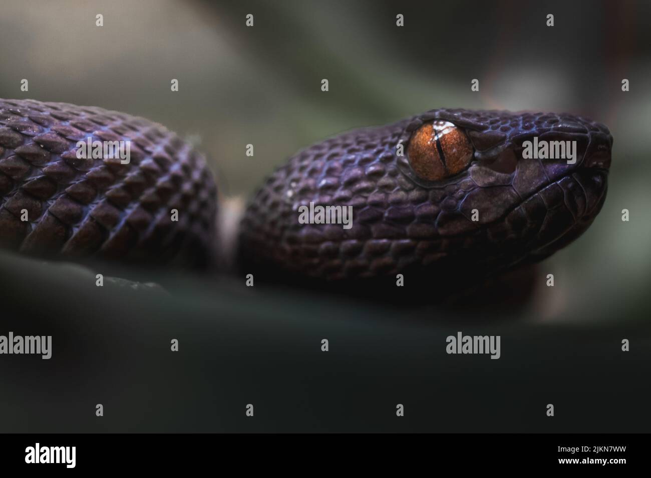 A macro shot detail of Trimeresurus purpureomaculatus Reptile snake ...
