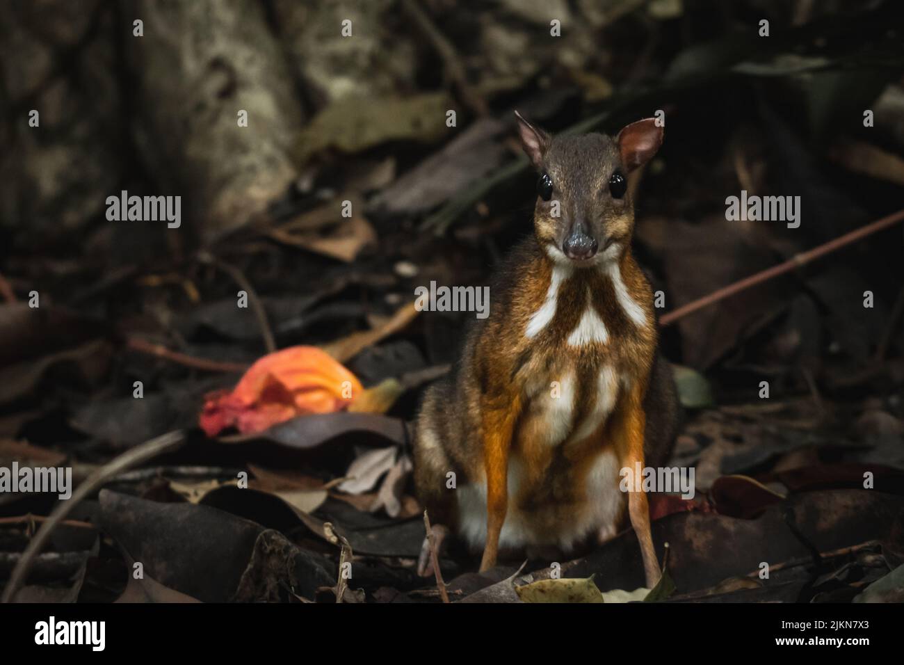 Mouse and leaves hi-res stock photography and images - Alamy