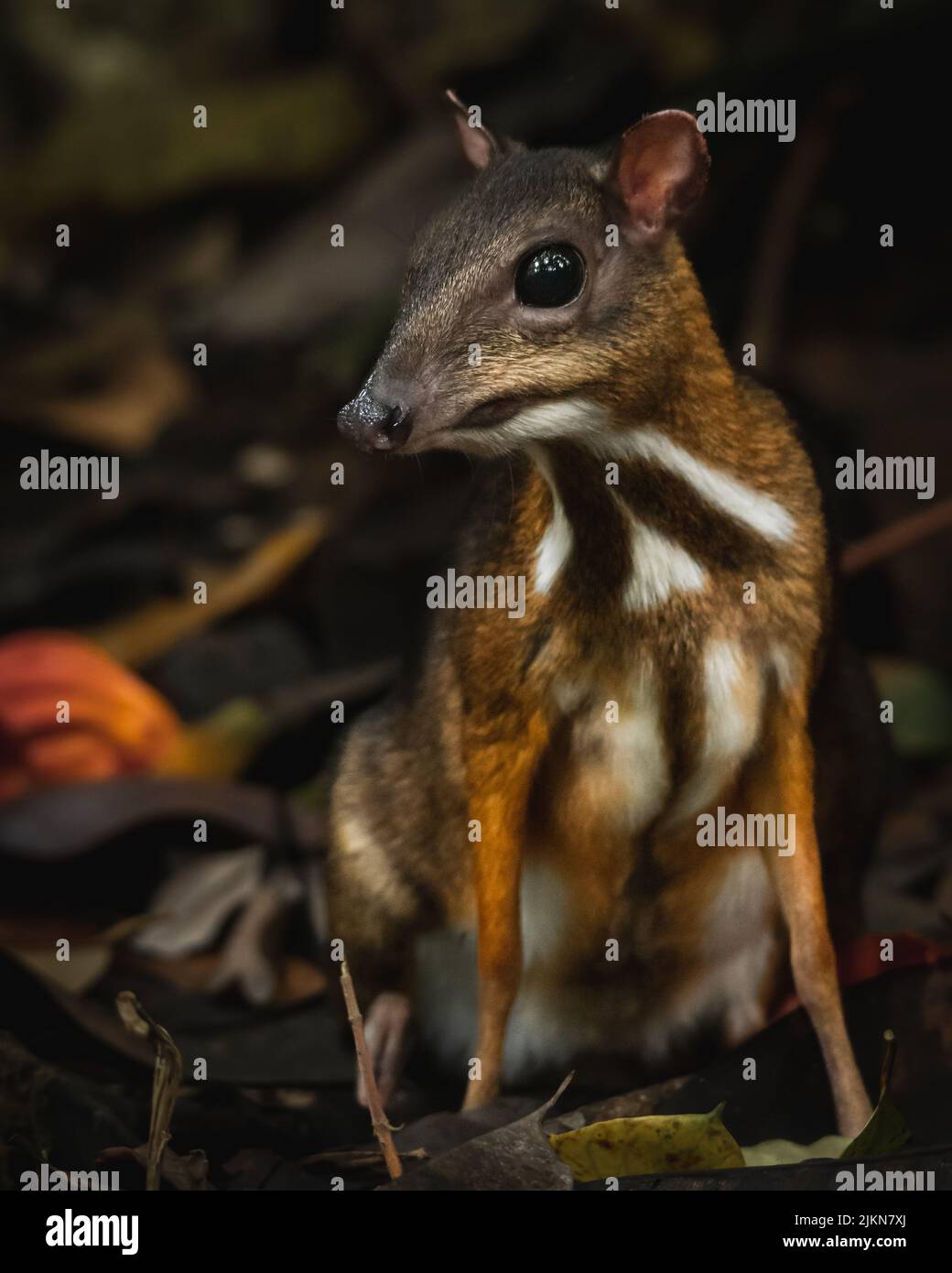 Mouse on leaves hi-res stock photography and images - Alamy