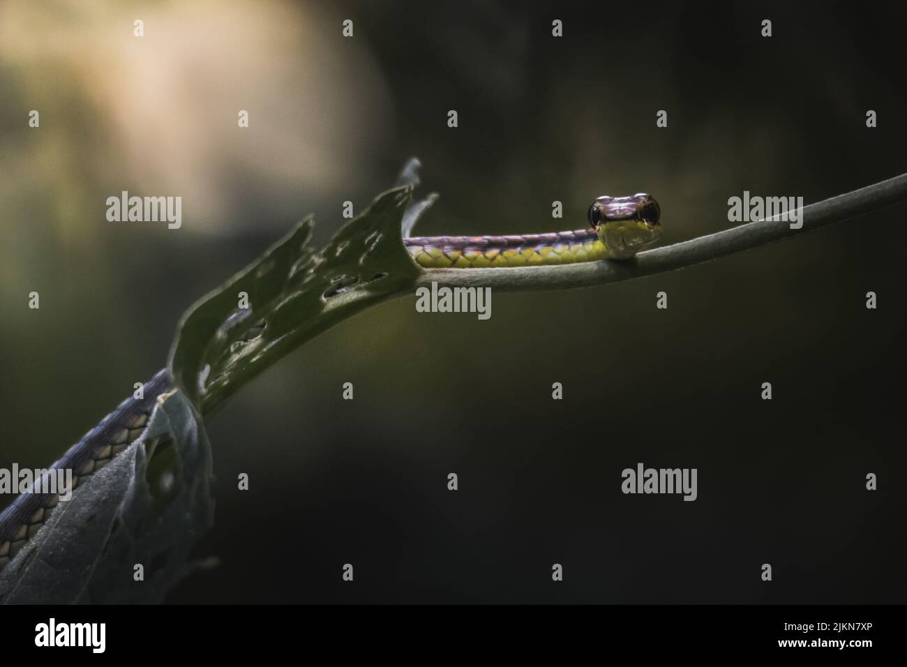 A macro shallow focus shot of a Dendrelaphis pictus snake with blurred ...
