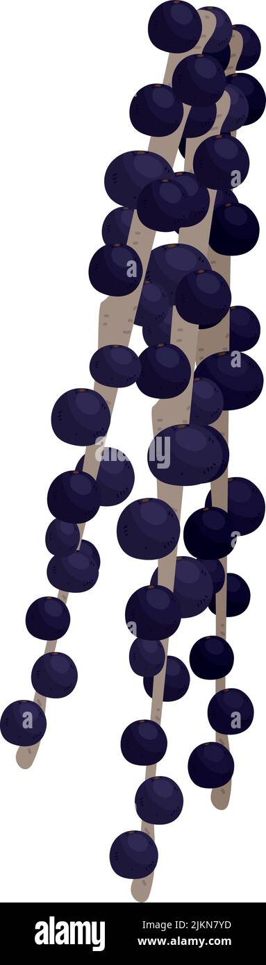 Acai berry illustration Cut Out Stock Images & Pictures - Alamy