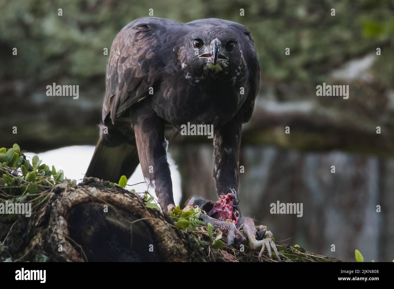 Hunted prey hi-res stock photography and images - Alamy