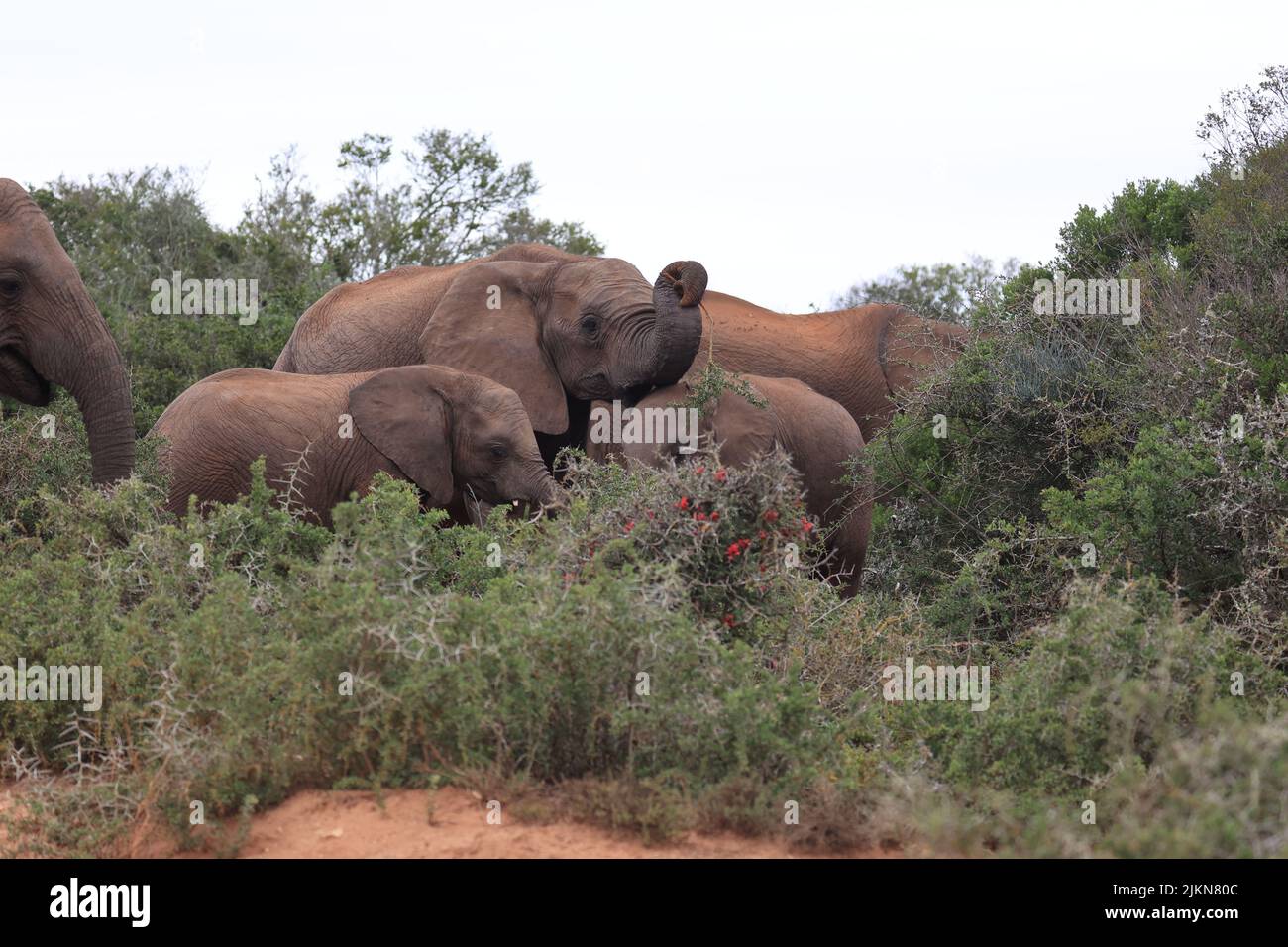 Elephants in safari hi-res stock photography and images - Alamy