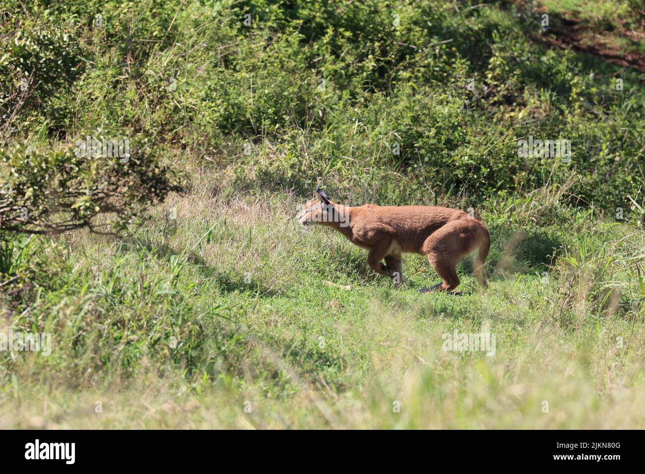 Rooikat hi-res stock photography and images - Alamy