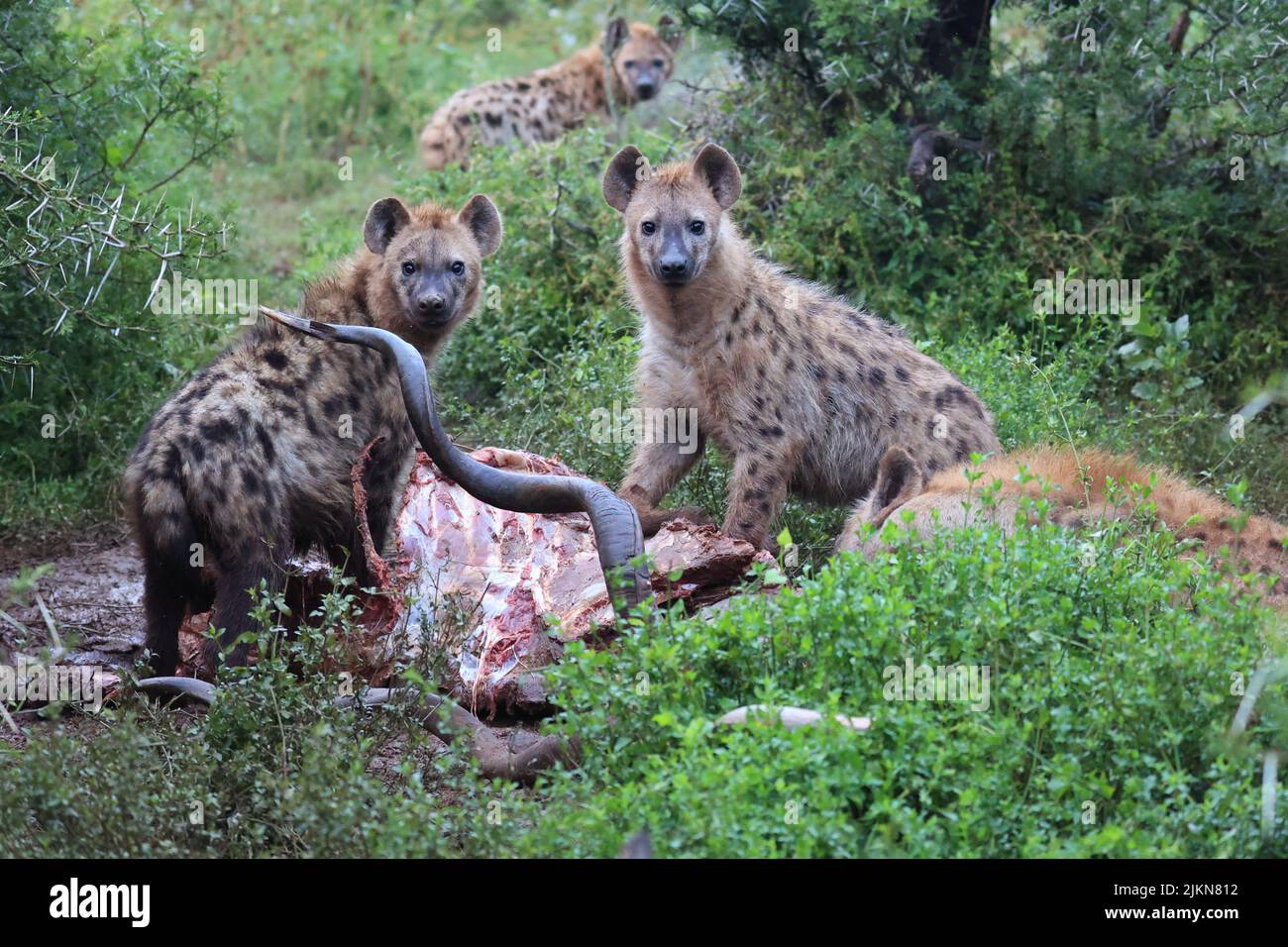 Wildlife safari predator hi-res stock photography and images - Alamy