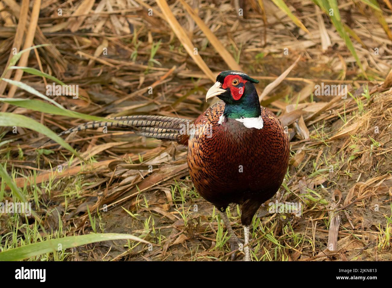 A closeup of a Male Ring-necked Pheasant walking on the grass Stock ...