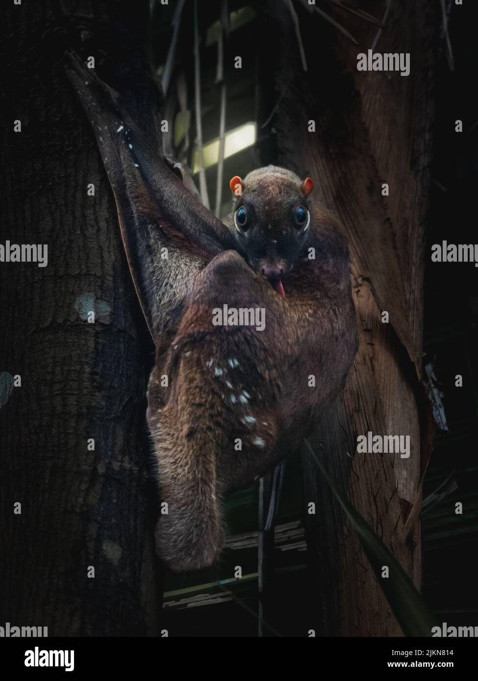 Sunda flying lemur hi-res stock photography and images - Alamy