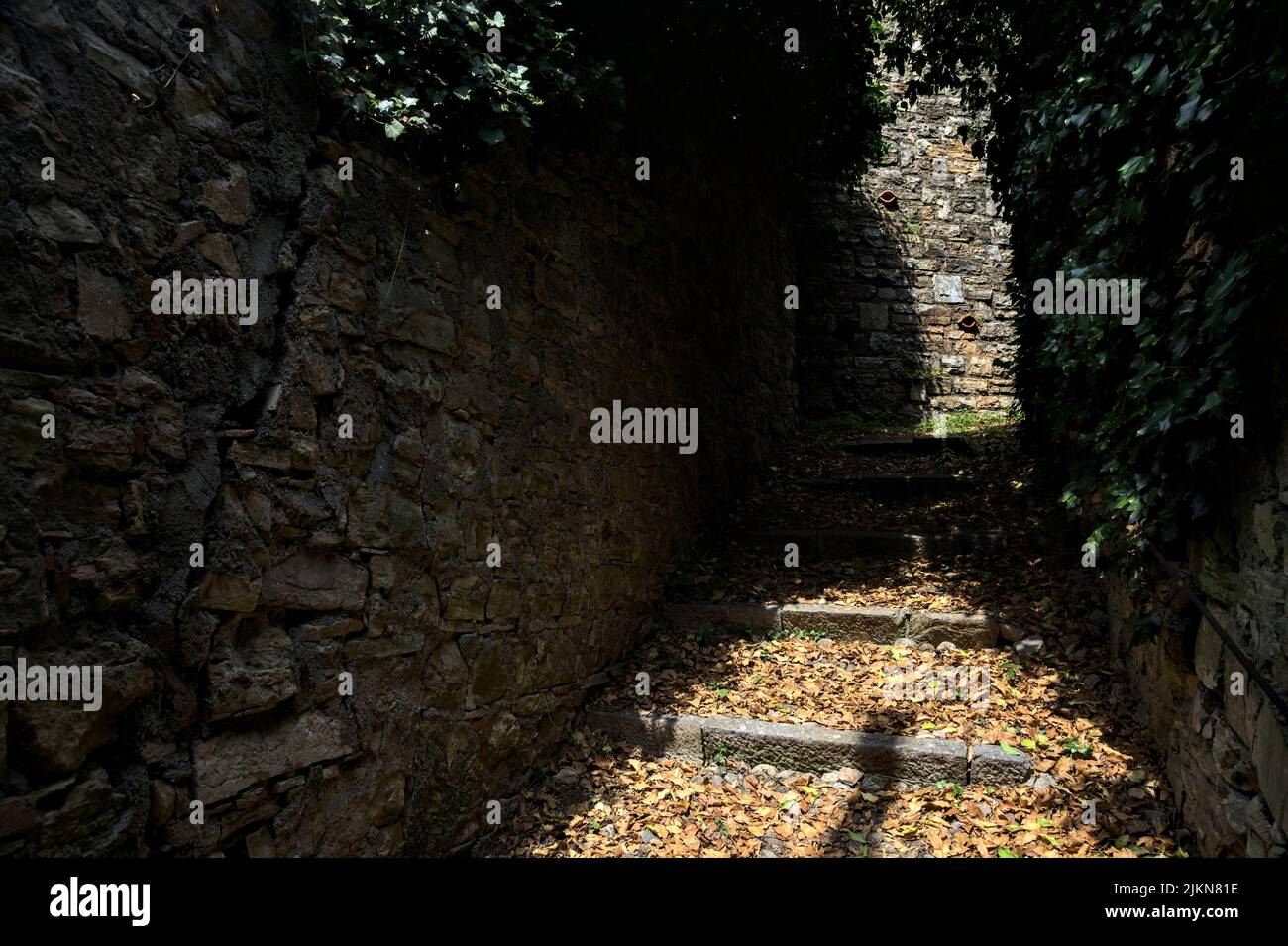 Narrow trail between stone walls covered by ivy in a grove Stock Photo ...