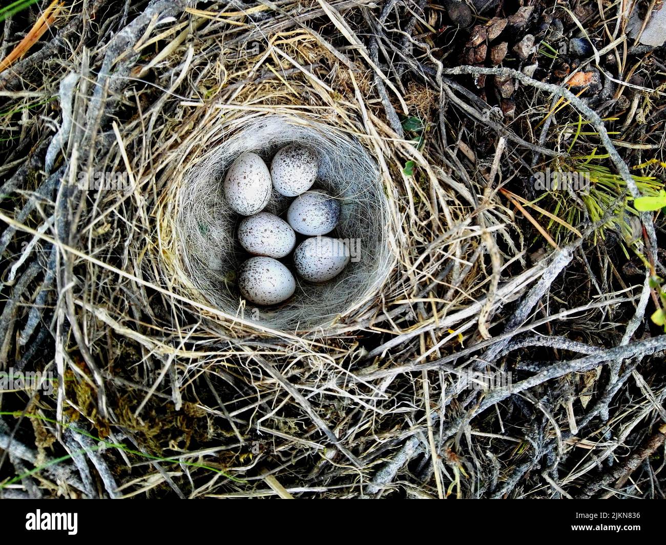 A top view of wagtail eggs in the nest Stock Photo - Alamy