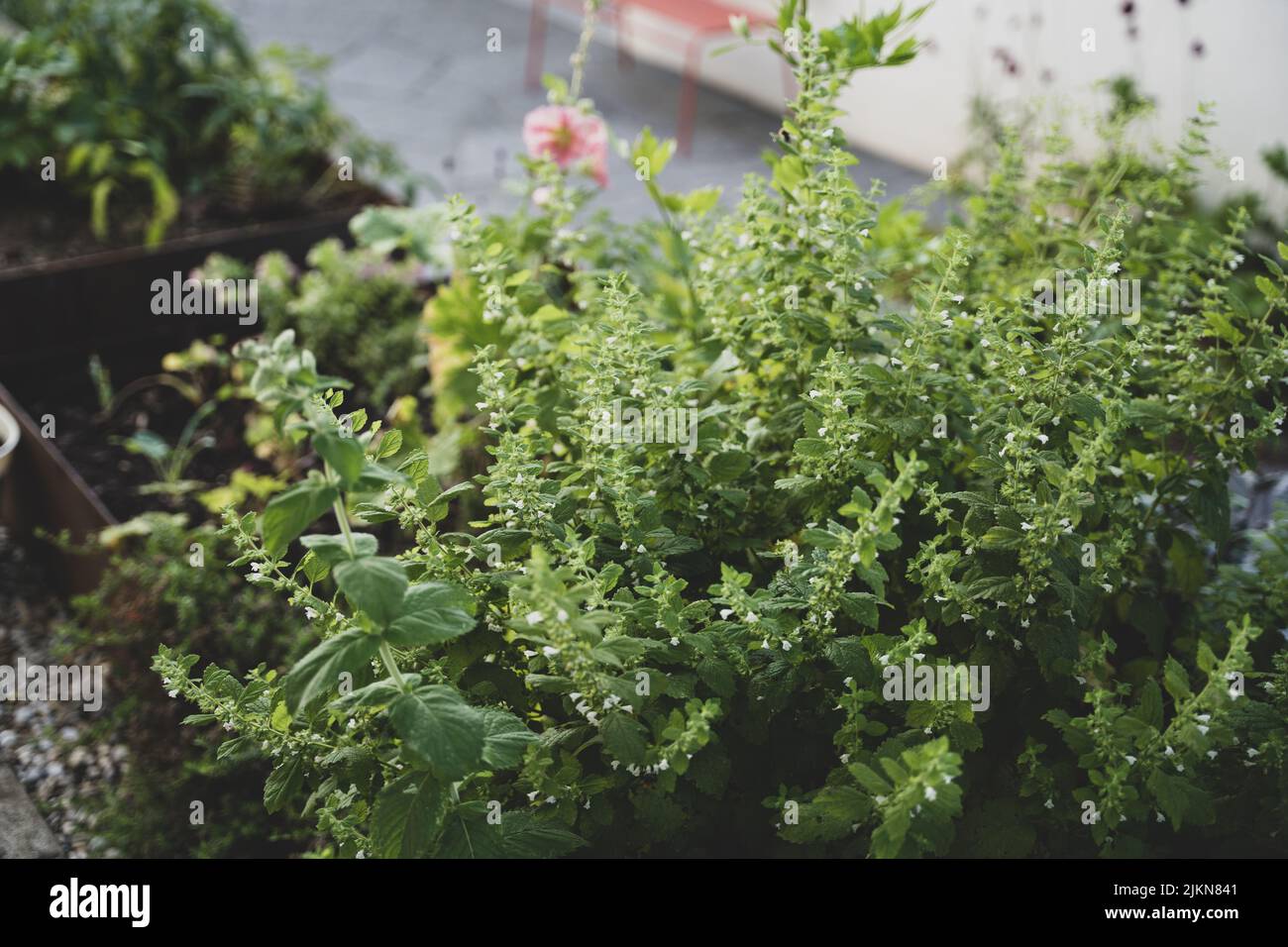 Herbs in the garden hi-res stock photography and images - Alamy