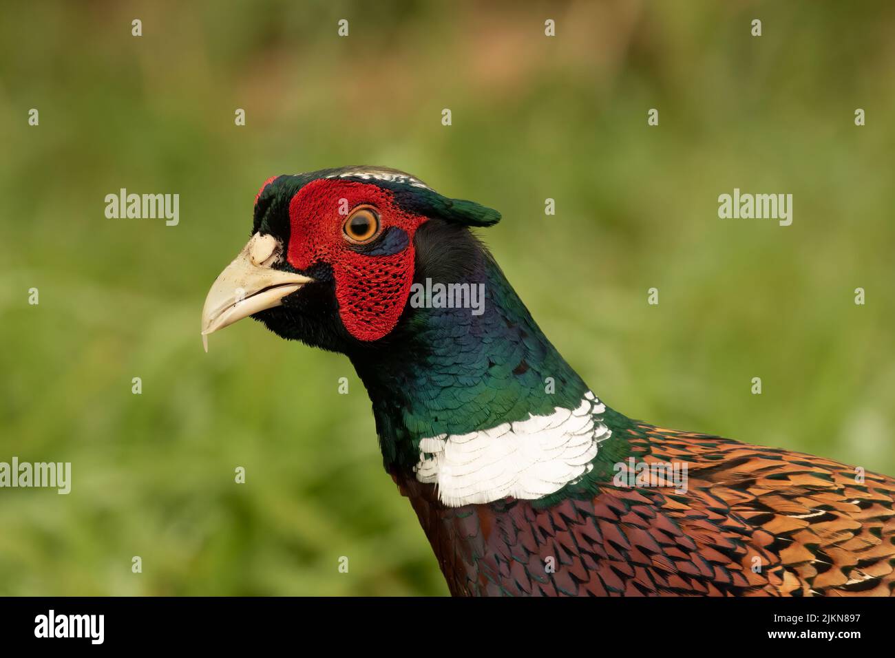 Ring necked Pheasant, phasianus colchicus Stock Photo - Alamy