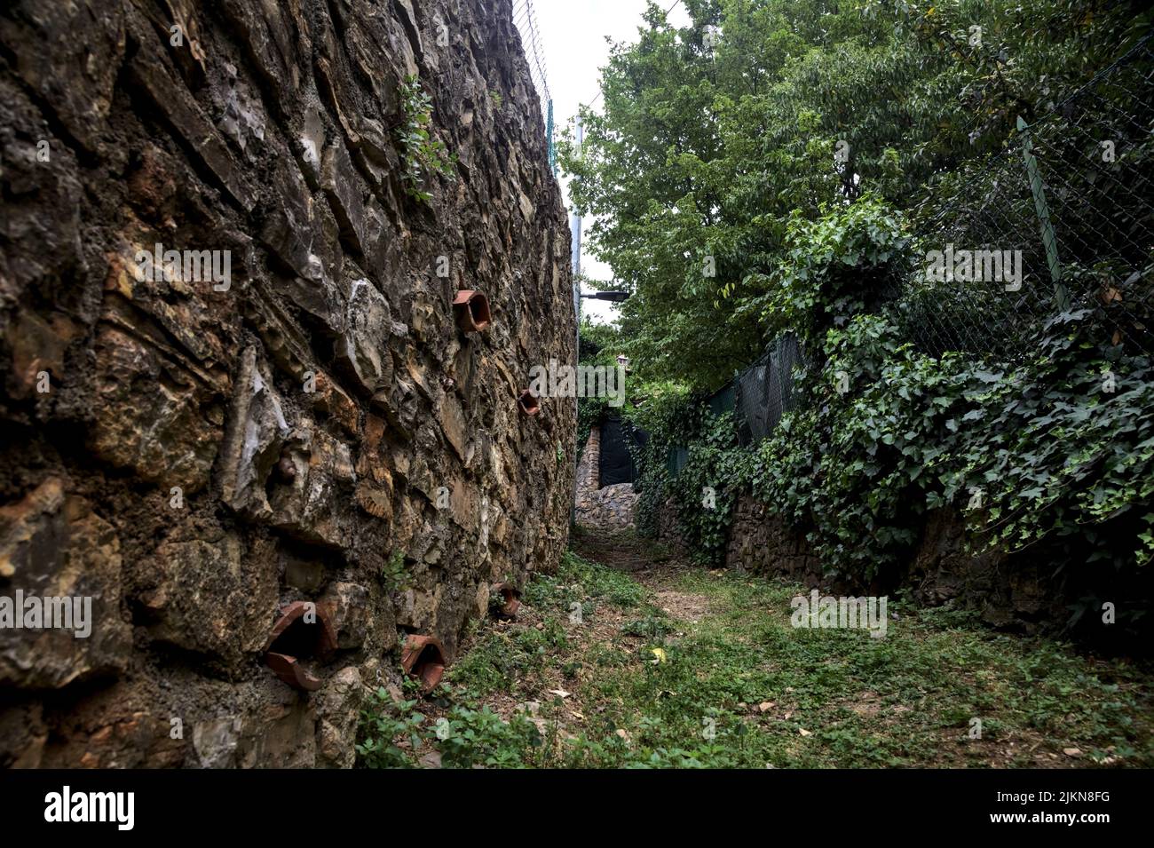 Trail in a grove bordered by walls covered by ivy Stock Photo - Alamy