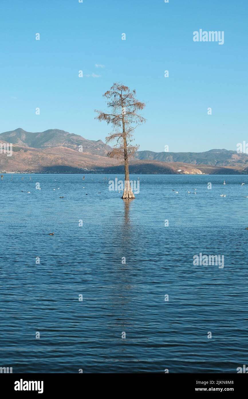 A nice view of Erhai Lake wetland park. A conservation area Stock Photo ...