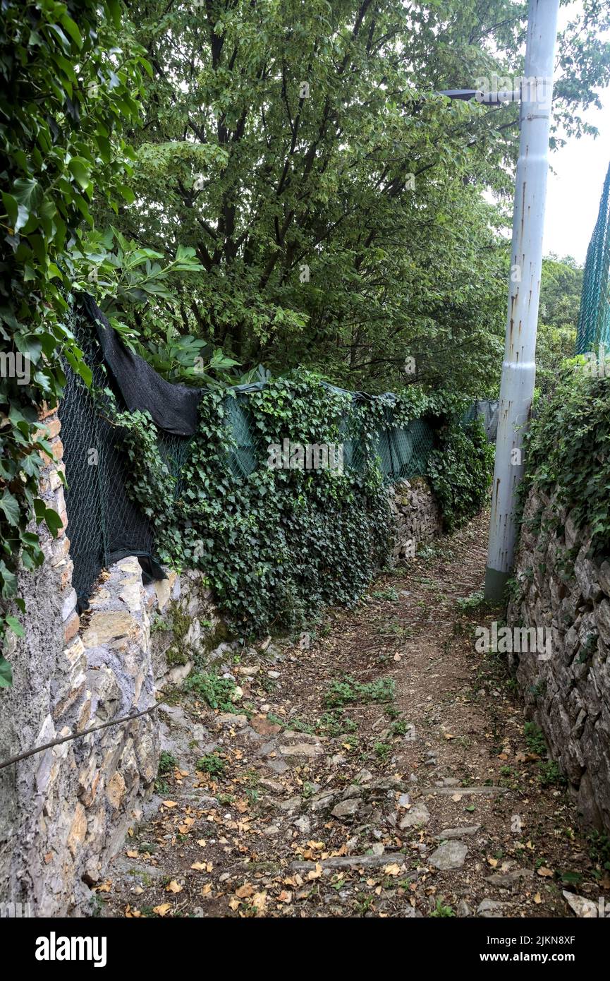 Trail in a grove bordered by walls covered by ivy Stock Photo - Alamy
