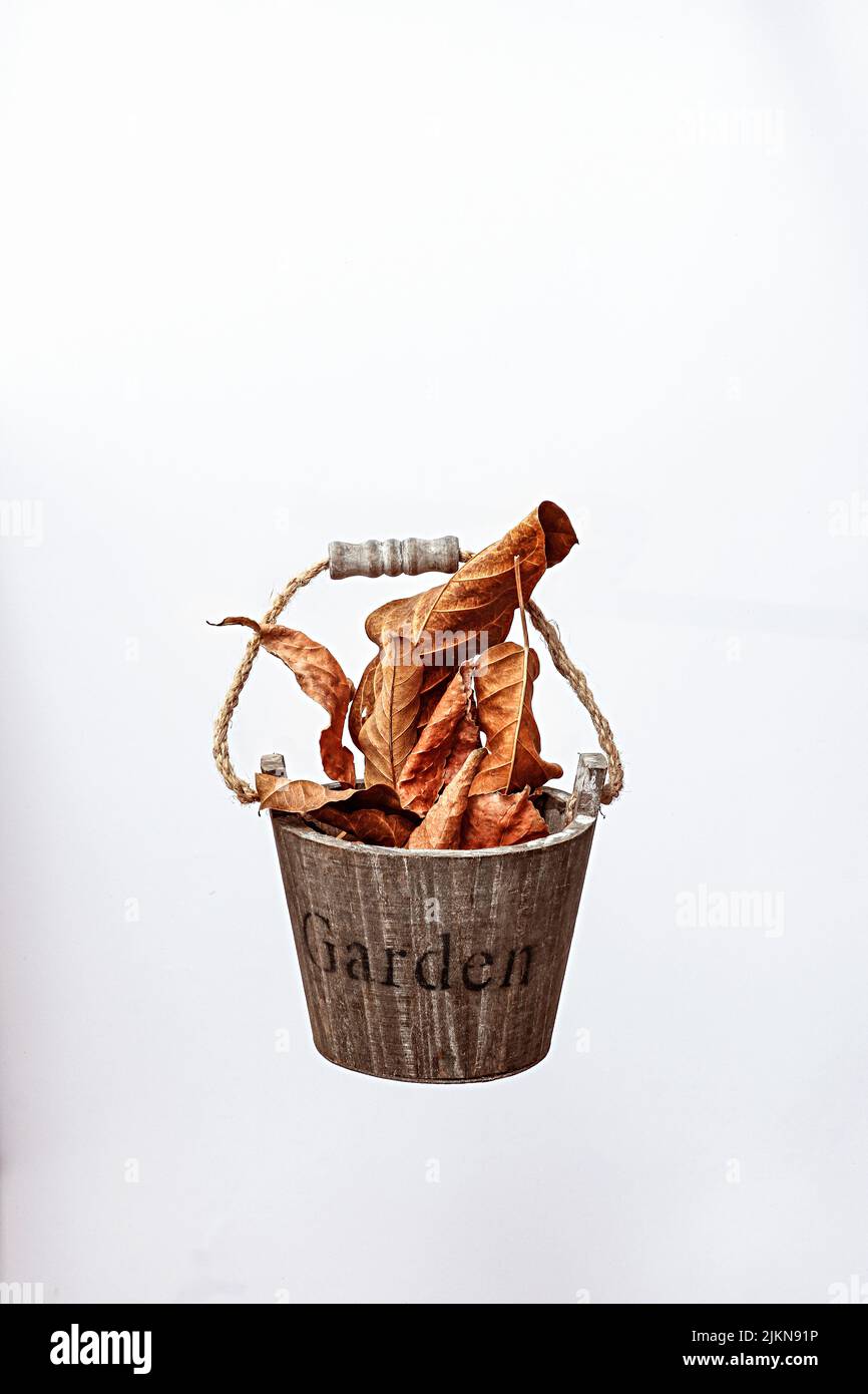Bucket leaves hi-res stock photography and images - Alamy