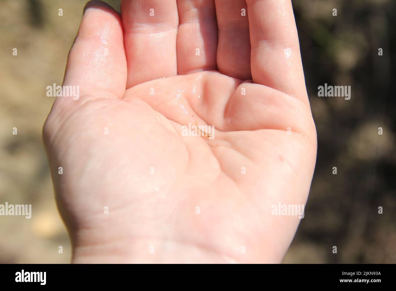 Tiny whitebait fish on a man's hand. Close up Stock Photo - Alamy