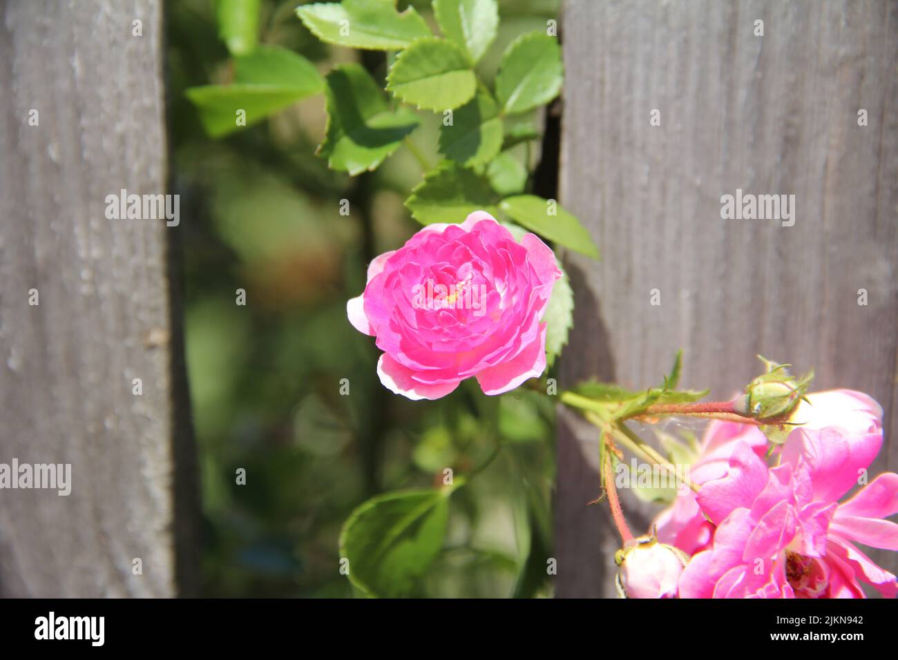 Old fashioned rose sunlight hi-res stock photography and images - Alamy