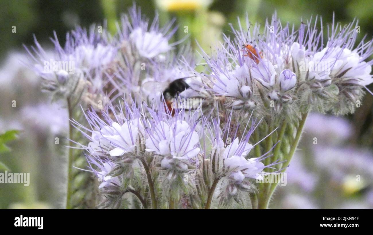 A closeup of a plant with insects in a garden Stock Photo - Alamy