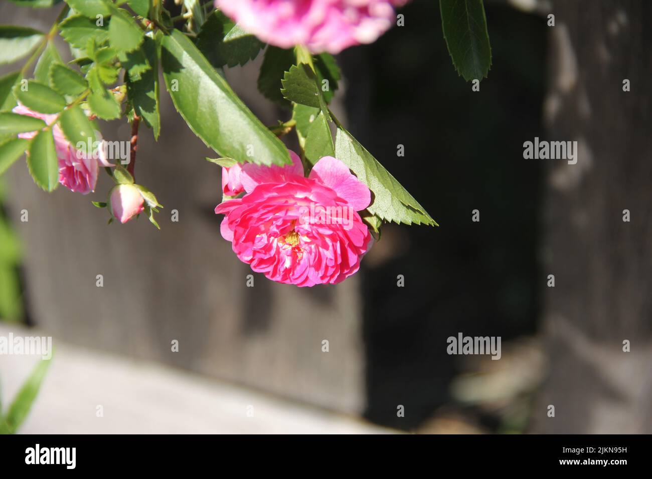 Old fashioned rose sunlight hi-res stock photography and images - Alamy