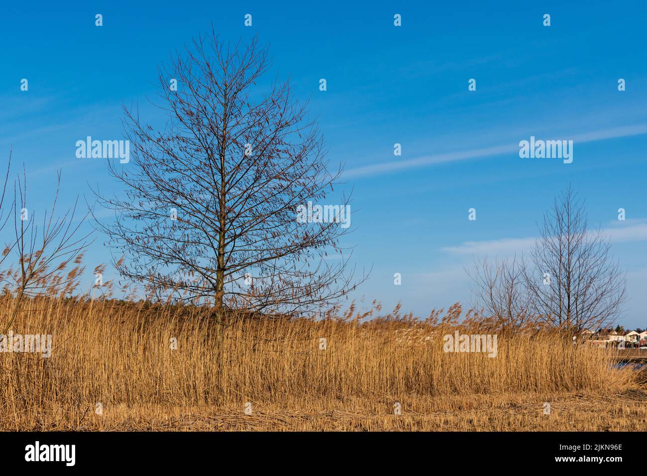 Beige grass hi-res stock photography and images - Alamy