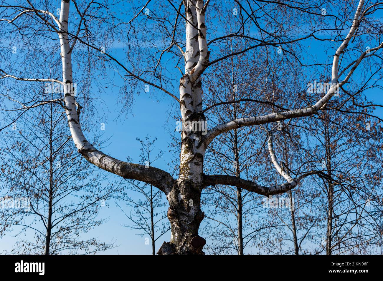 Strange tree hi-res stock photography and images - Alamy
