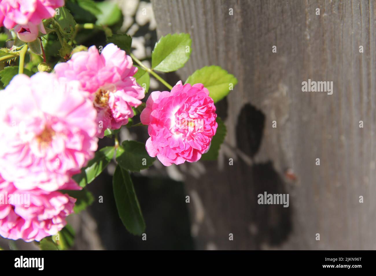 Old fashioned rose sunlight hi-res stock photography and images - Alamy