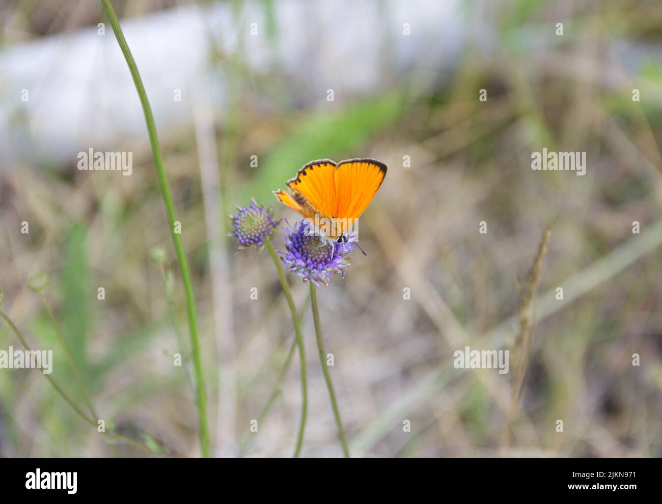 Red butterfly scarce copper, Lycaena virgaureae sitting on blue flower ...