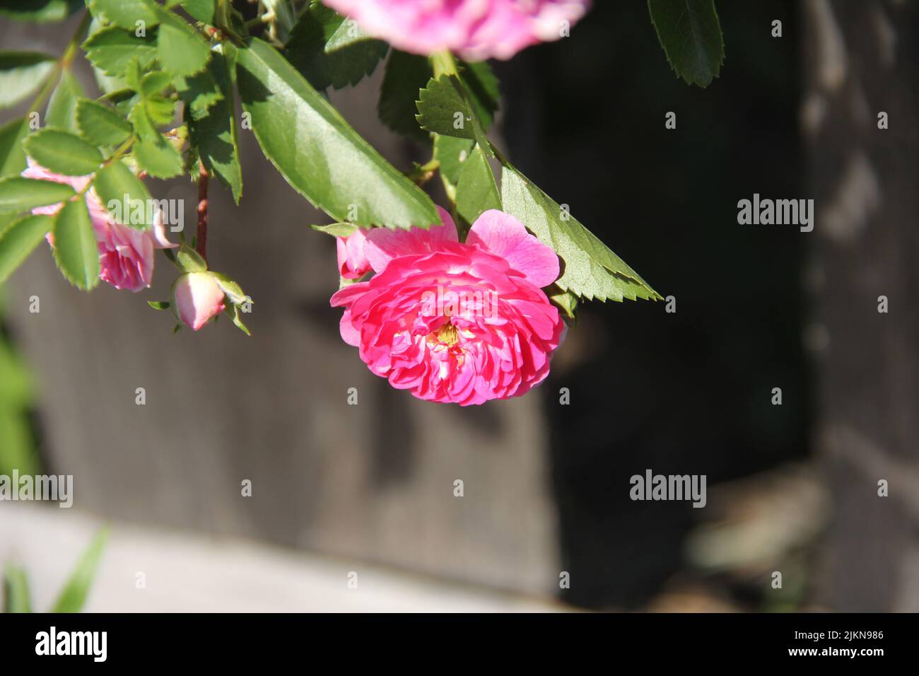 Beautiful pink wild rustic rose Stock Photo - Alamy