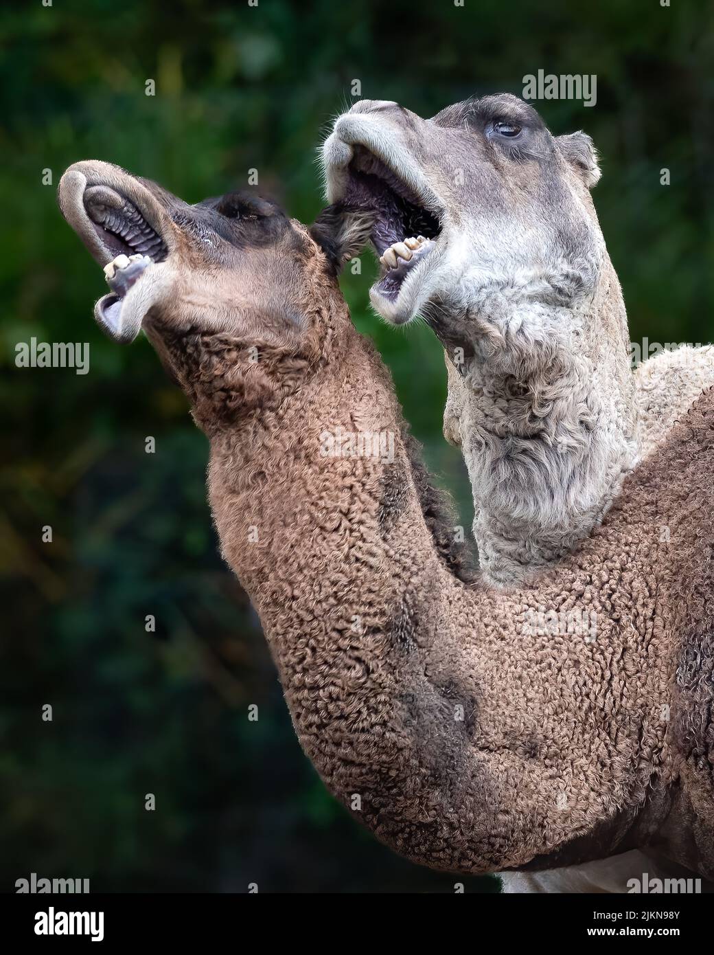 Yelling animal hi-res stock photography and images - Alamy